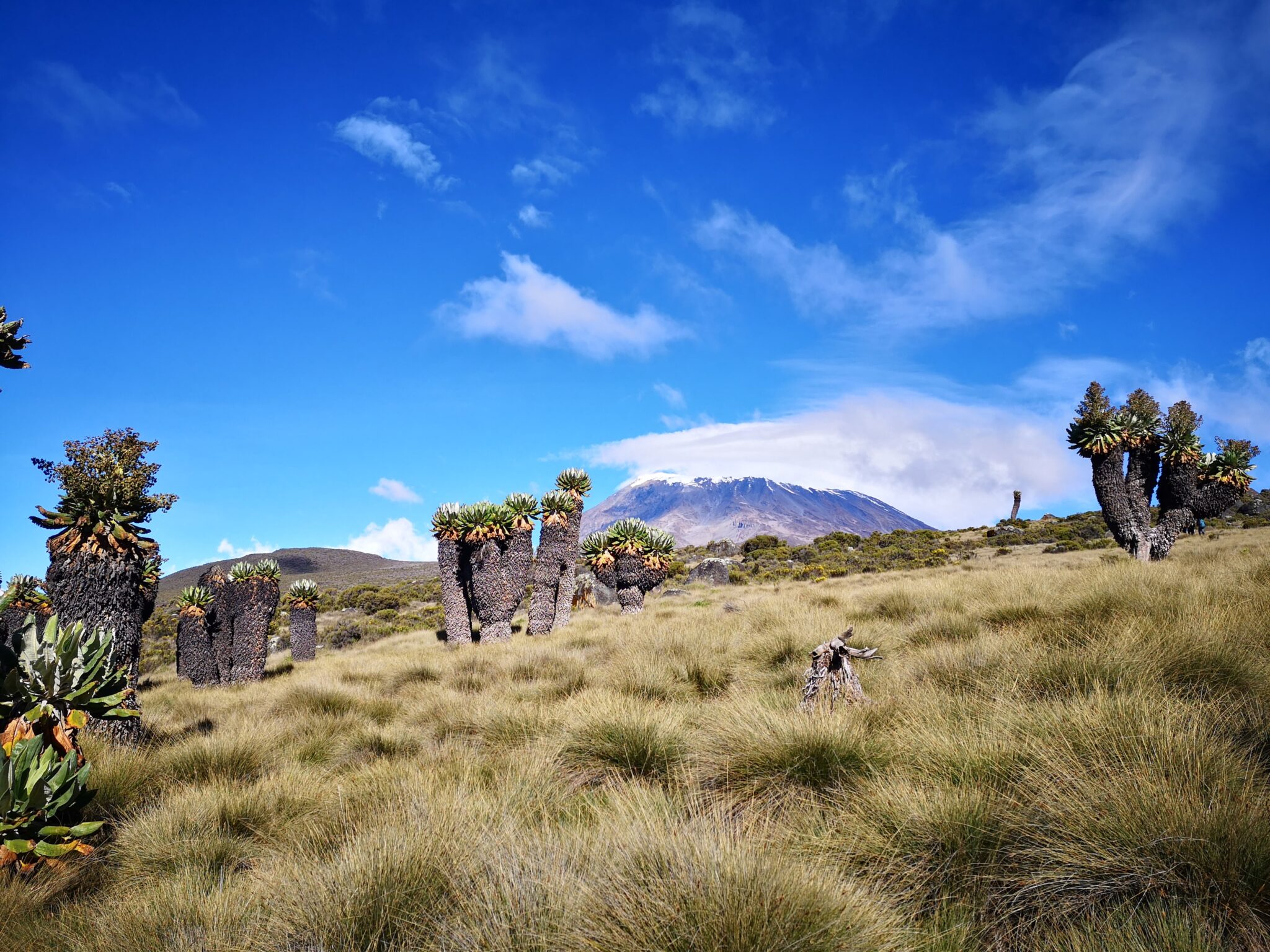 MOUNT KILIMANJARO GUIDE | Kilimanjaro Tour Operators